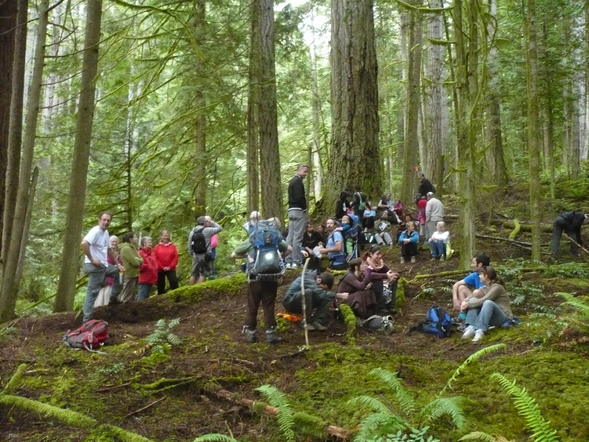 Save the Wilson Creek Forest Now (FOREST LOGGED - Dec. 2012 ...