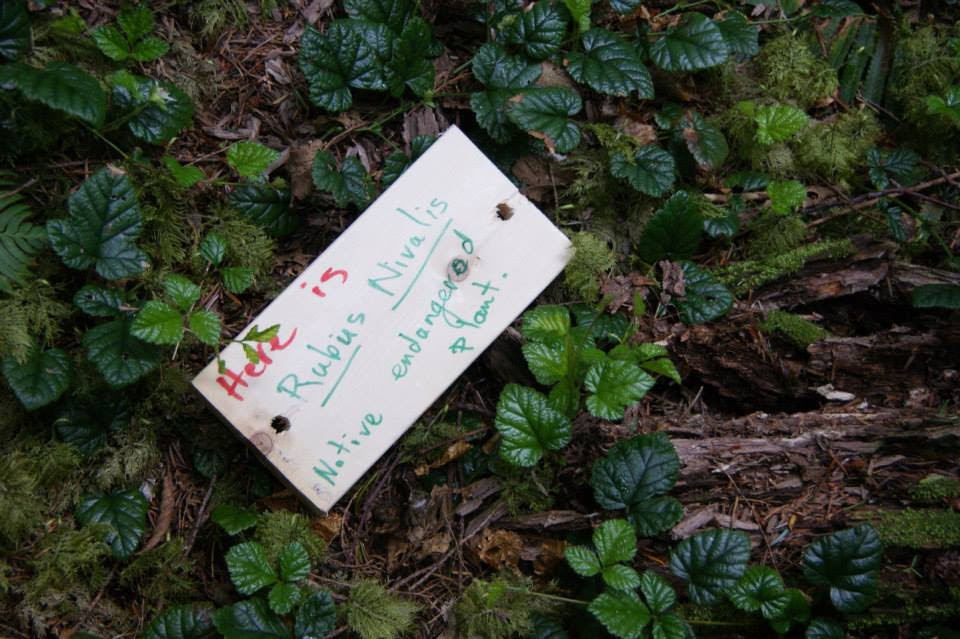 Save The Forest with a 1,000 Hearts - (Formerly - the Clack Creek ...