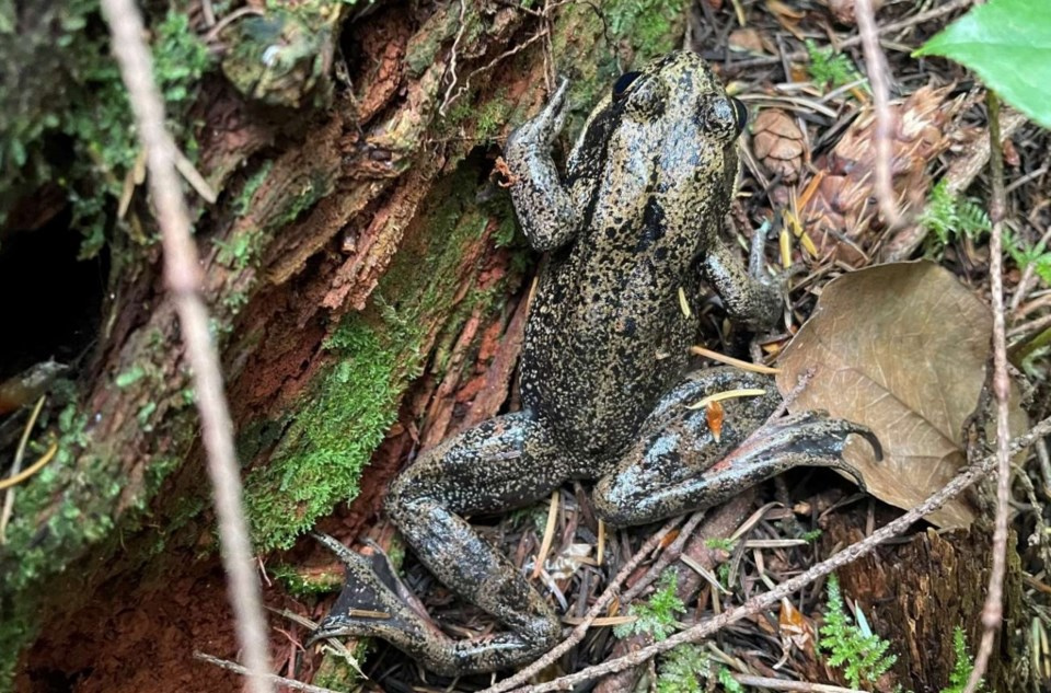 Frog survey in Mt. Elphinstone area coming - Elphinstone Logging Focus